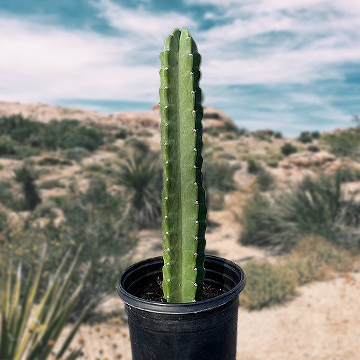 Peruvian Apple Cactus Plant | The Plant Attraction