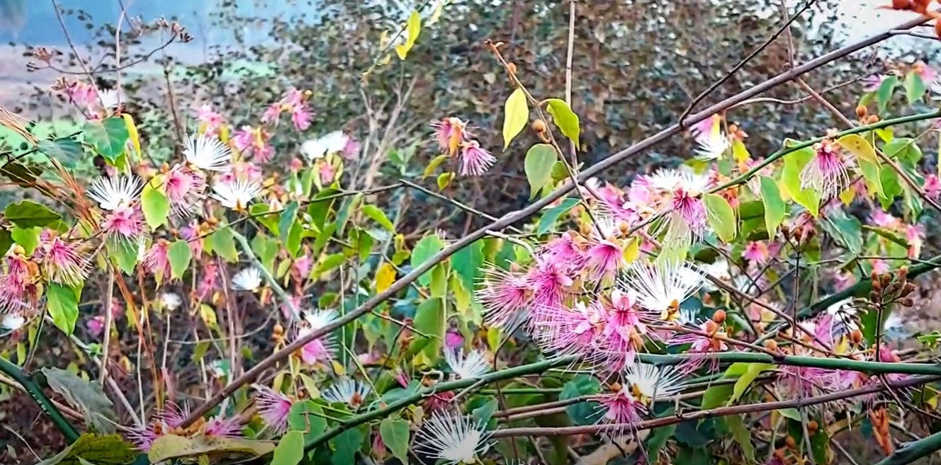 Capparis Zeylanica 10 Seeds, Edible Indian Ceylon Caper Climbing Shrub ...