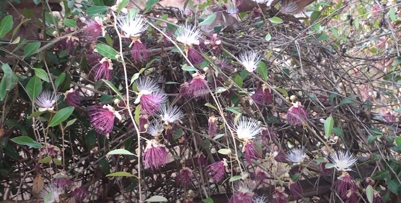 Capparis Zeylanica 10 Seeds, Edible Indian Ceylon Caper Climbing Shrub ...