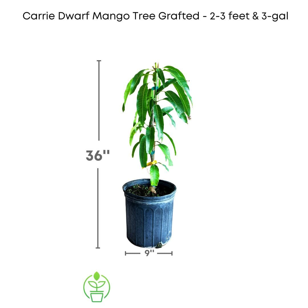 Mangifera indica 'Carrie' Dwarf Mango Tree, Grafted Live Plant | The ...