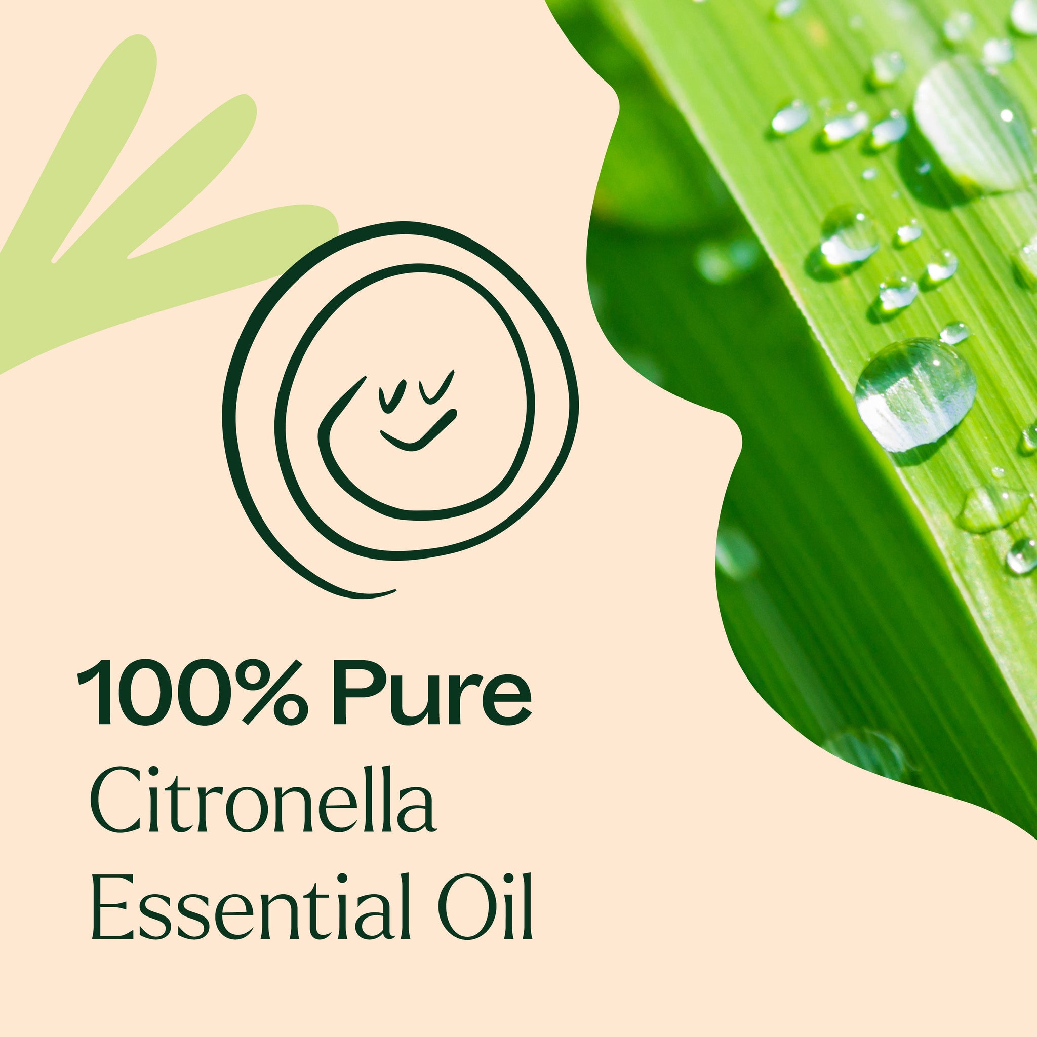 Citronella Essential Oil By Plant Therapy | The Plant Attraction