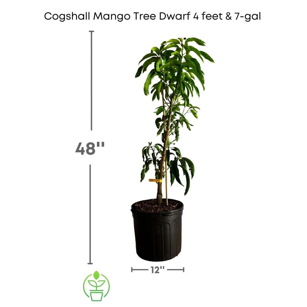 Mangifera indica 'Cogshall' Dwarf Mango Tree, Live Grafted Fruit Plant ...
