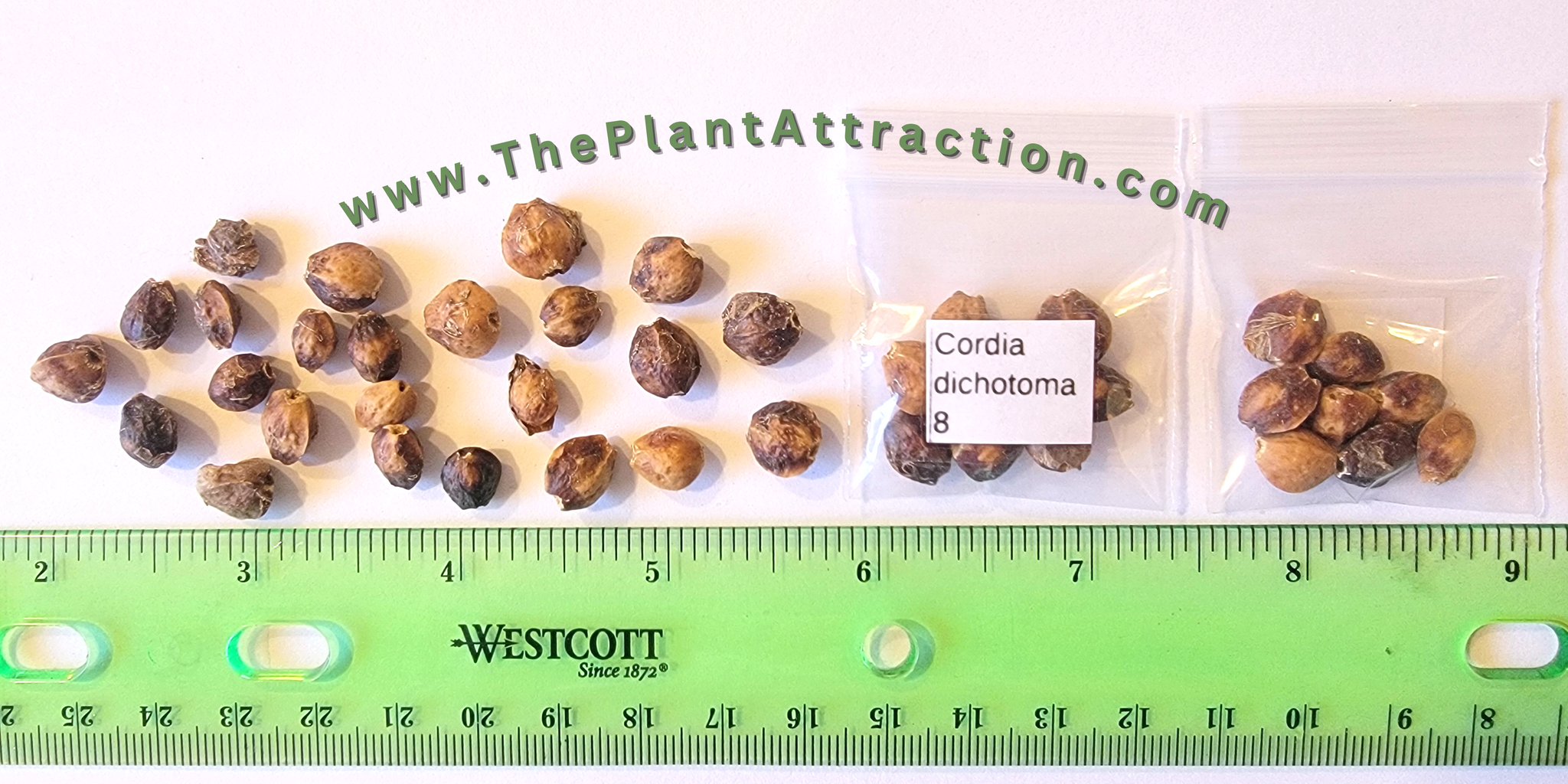 Cordia dichotoma 8 Stones / Seeds, Indian or Clammy Edible Cherry Frui ...