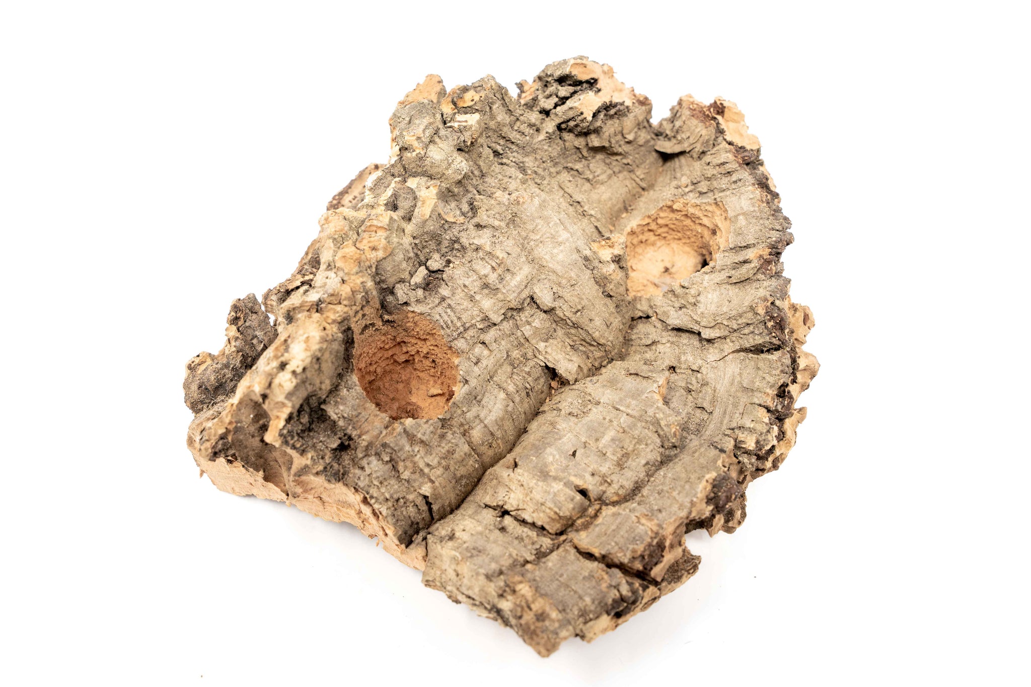Small Tabletop Cork Bark Display with 2 Tillandsia Air Plants | The ...
