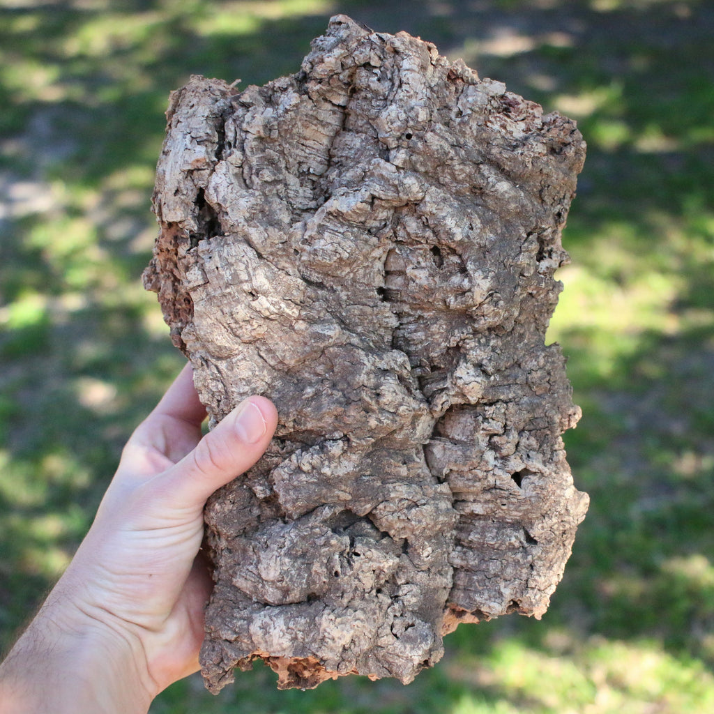 Natural Cork Bark Displays & Waterproof Glue - Create a Unique Vertica ...