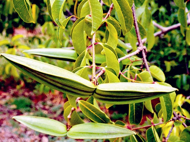 Cryptostegia Grandiflora 15 Seeds, Flowering Rubber Vine Climbing Shru ...