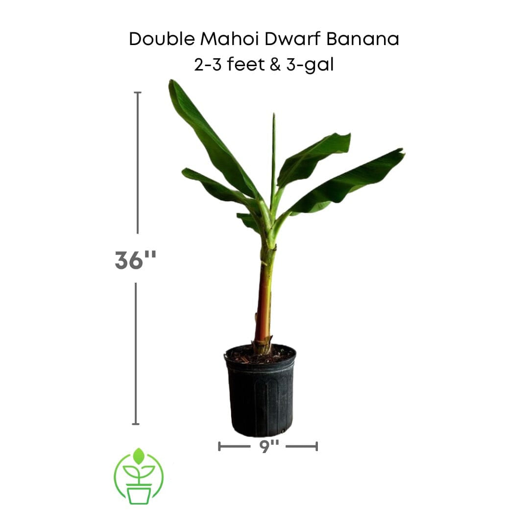 Double Mahoi Dwarf Banana, Live Plant | The Plant Attraction