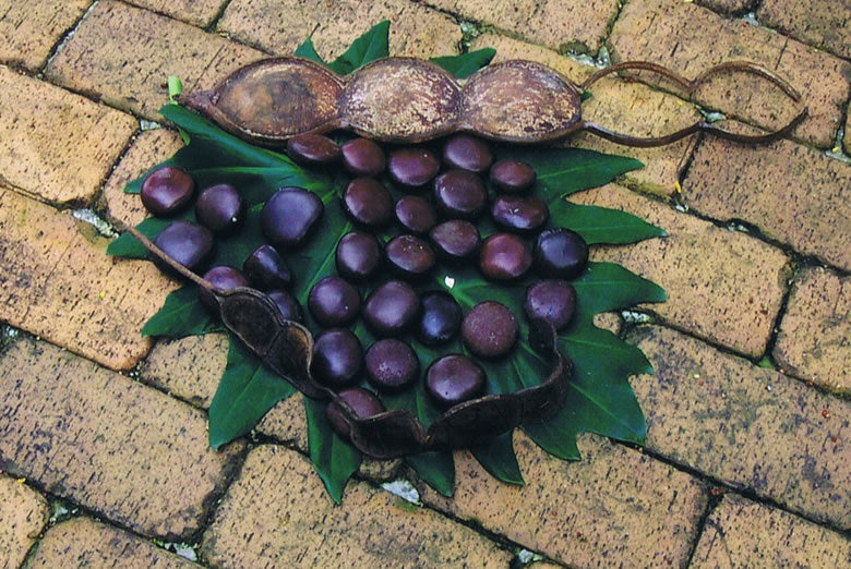 Entada Phaseoloides 1 Big Seed, World's Longest Legume GUGO Liana Vine ...