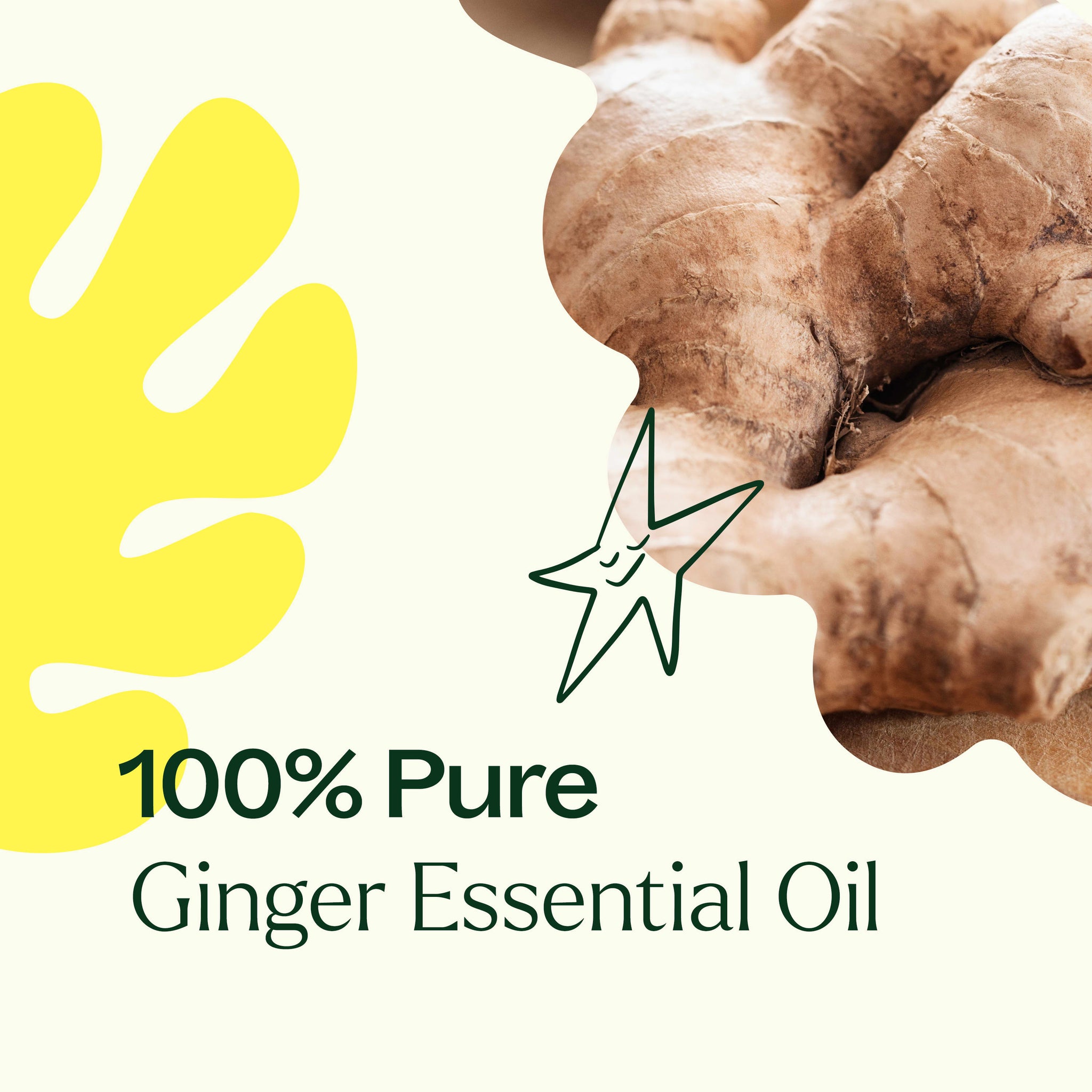 Ginger Essential Oil By Plant Therapy | The Plant Attraction