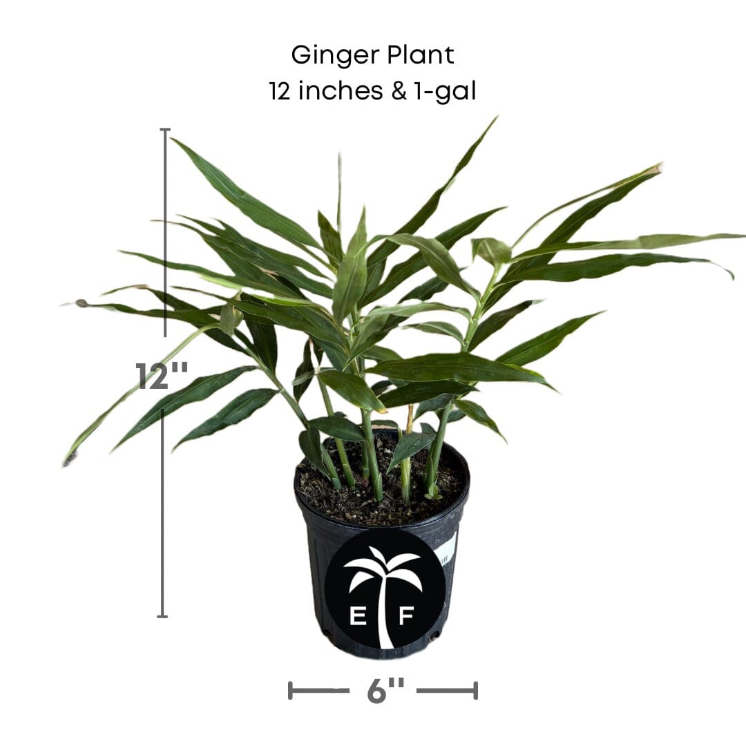 Zingiber Officinale Ginger, Live Plant For Culinary and Medicinal Uses | The Plant Attraction