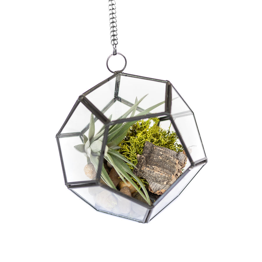 Glass Pentagon Terrarium | The Plant Attraction