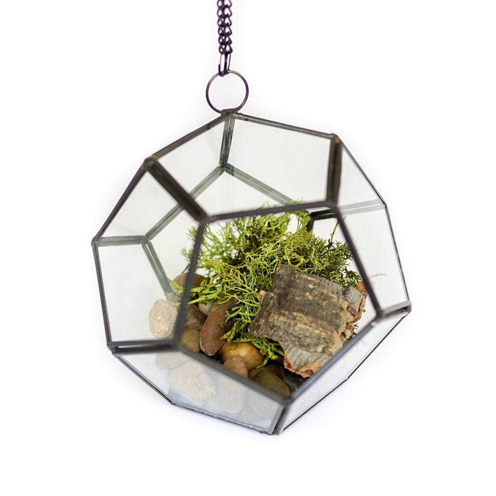 DIY Glass Pentagon Terrarium | The Plant Attraction