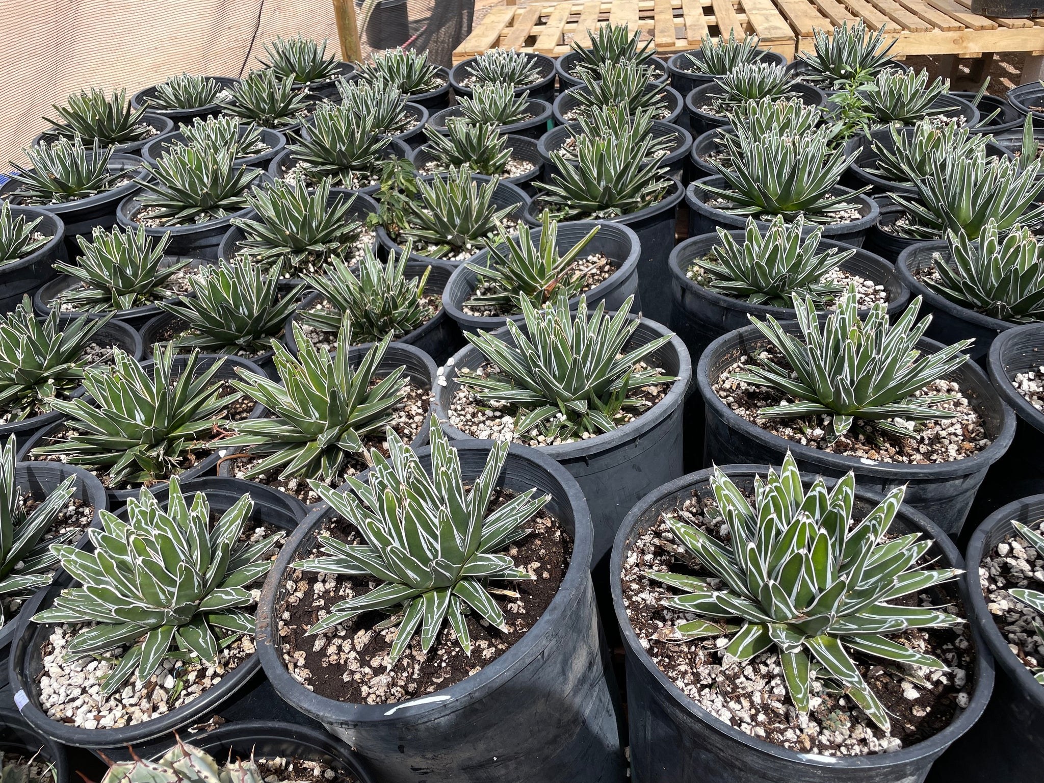 Queen Victoria Agave, Succulent Plant | The Plant Attraction