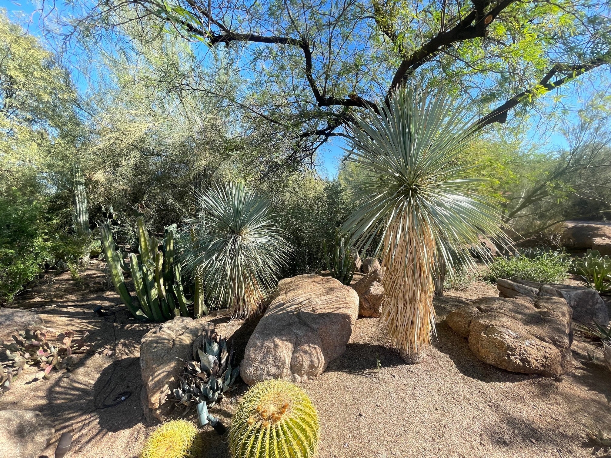 Yucca Rostrata Succulent Plant | The Plant Attraction