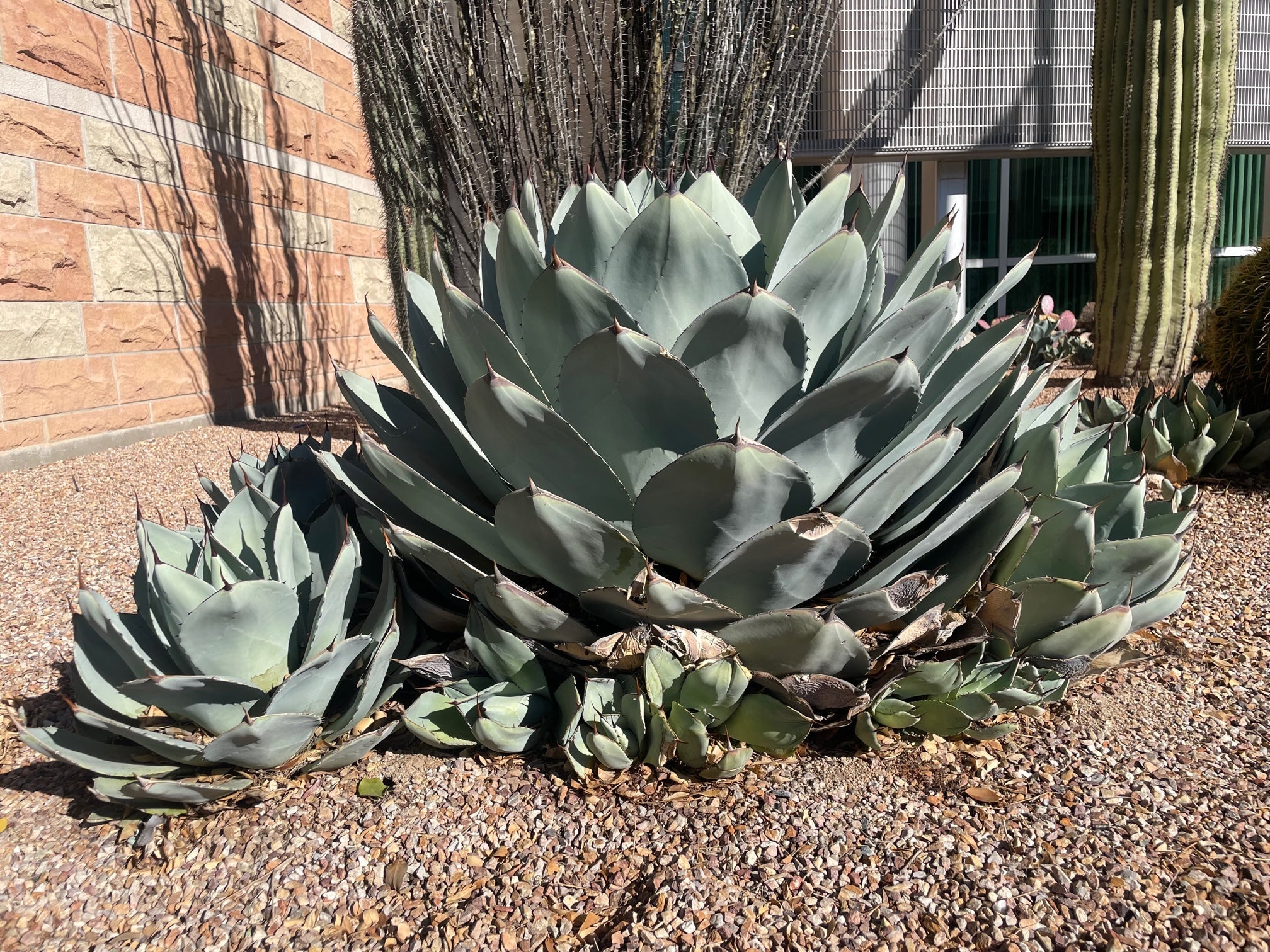 Agave Parryi Truncata Plant, Cold Hardy | The Plant Attraction