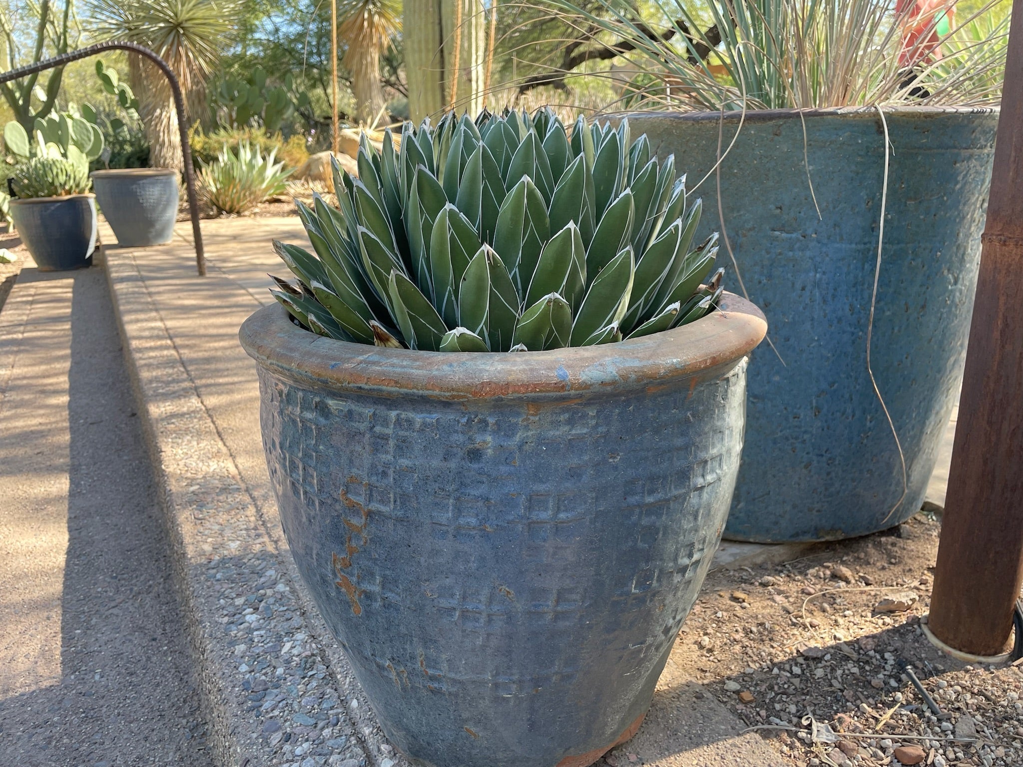 Queen Victoria Agave, Succulent Plant | The Plant Attraction
