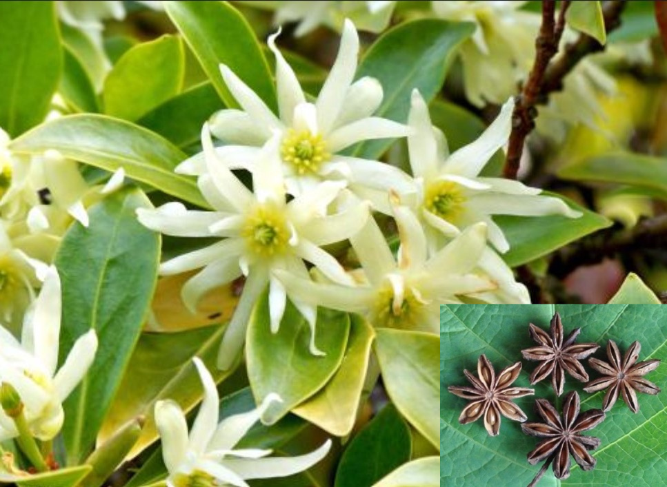 Anise Shrub Plant
