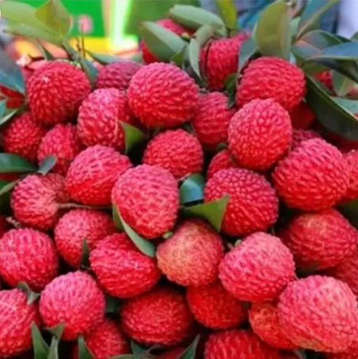 Litchi Chinensis 5 Seeds, Fragrant Chinese Strawberry Lychee Fruit Tre ...