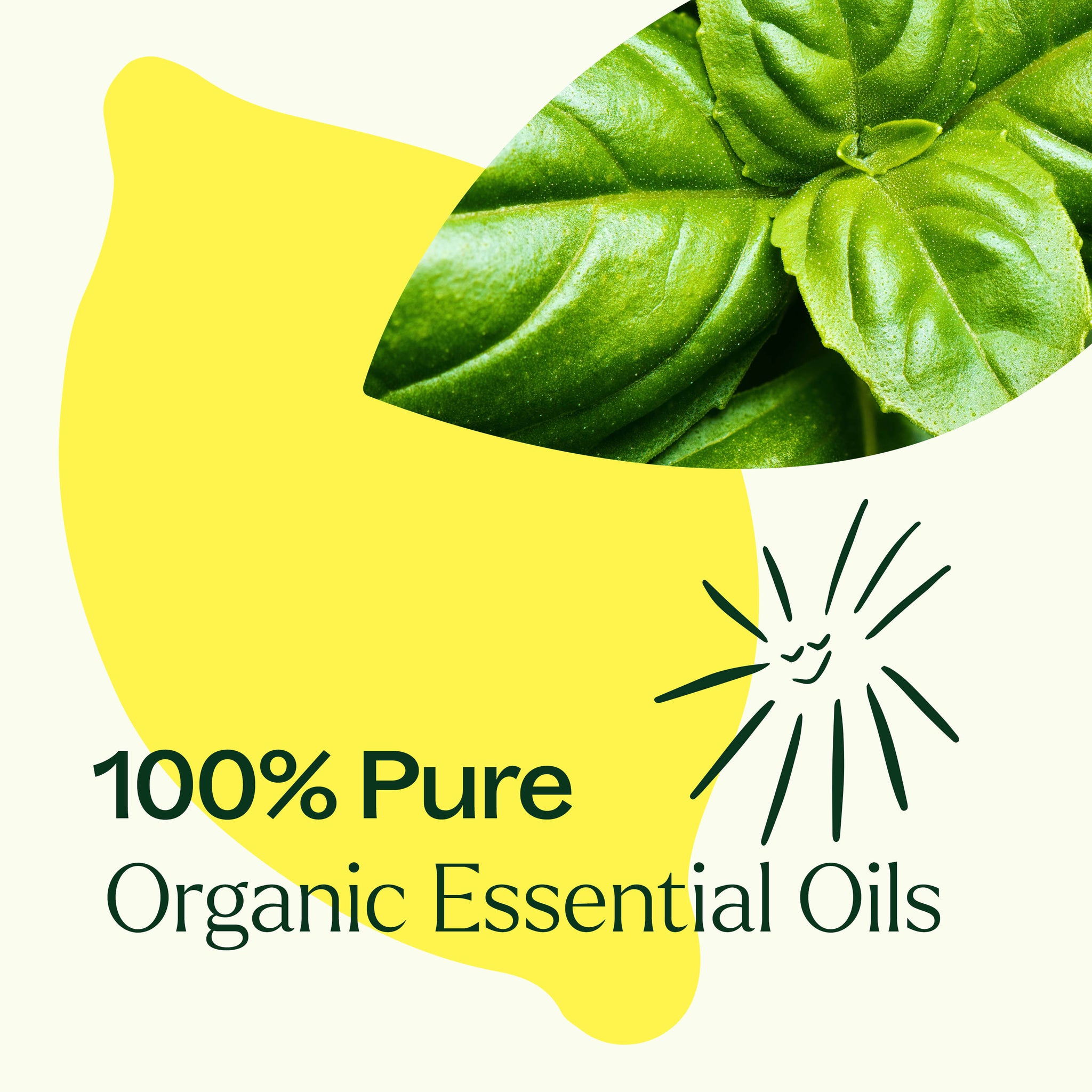 Organic Lemon Basil Essential Oil Blend By Plant Therapy | The Plant ...