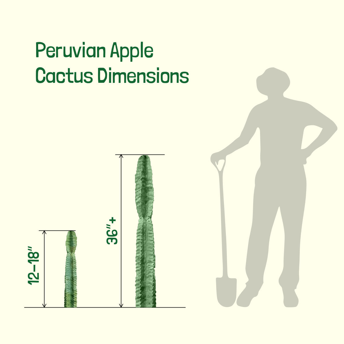 Peruvian Apple Cactus Plant | The Plant Attraction