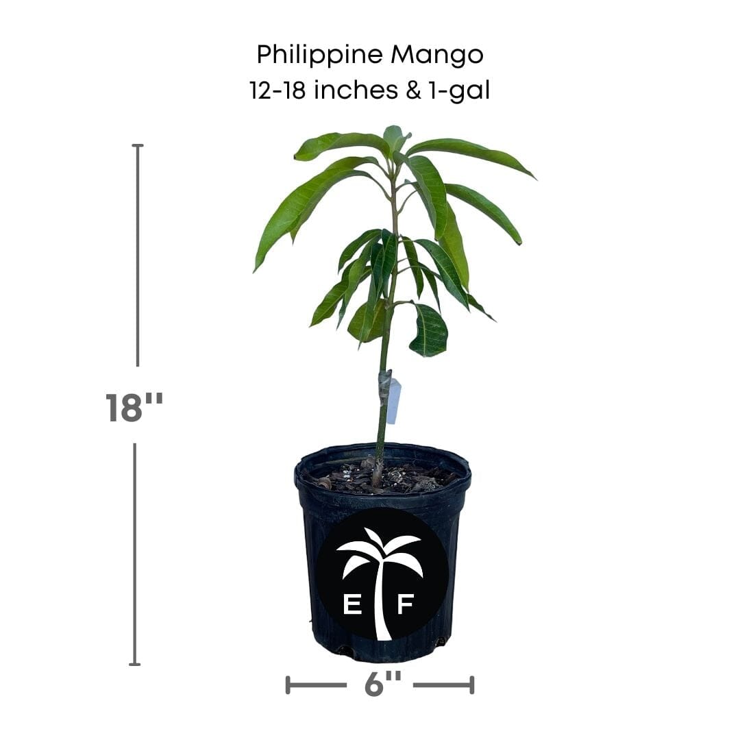 Mangifera indica 'Carabao' Philippine Mango Tree, Grafted Live Manila ...