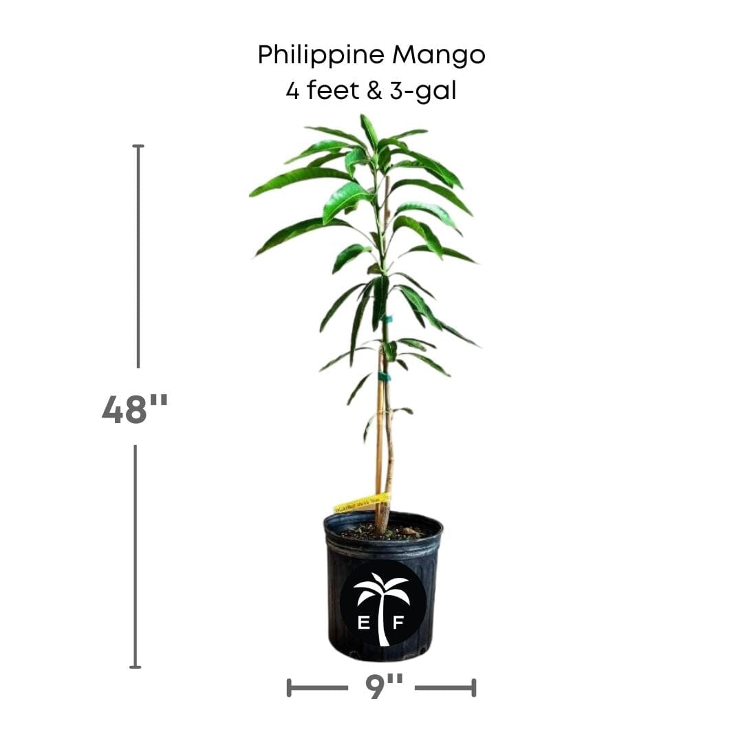 Mangifera indica 'Carabao' Philippine Mango Tree, Grafted Live Manila ...