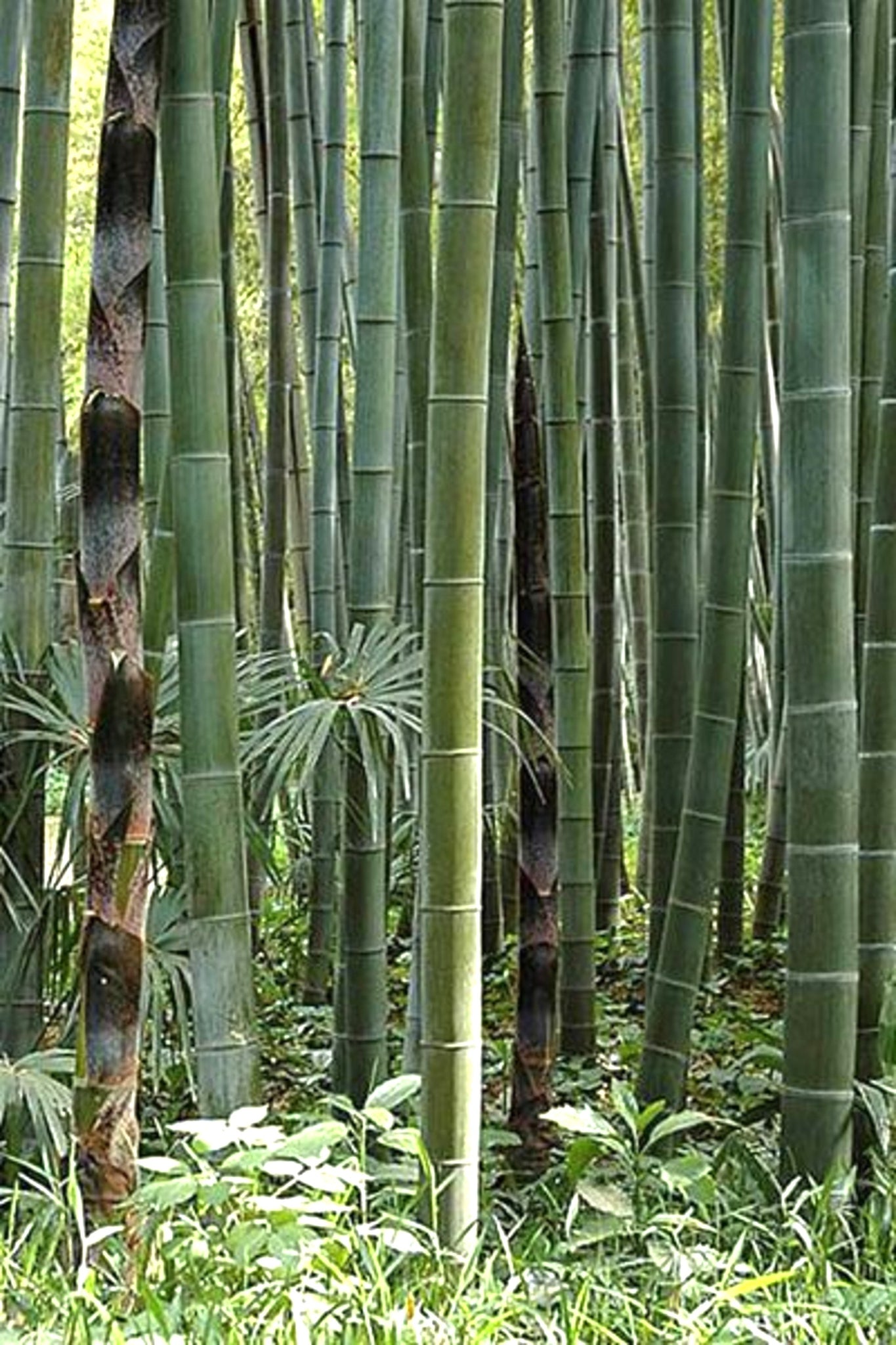 Phyllostachys Edulis 20 Seeds, Edible Giant Timber Moso Bamboo | The ...