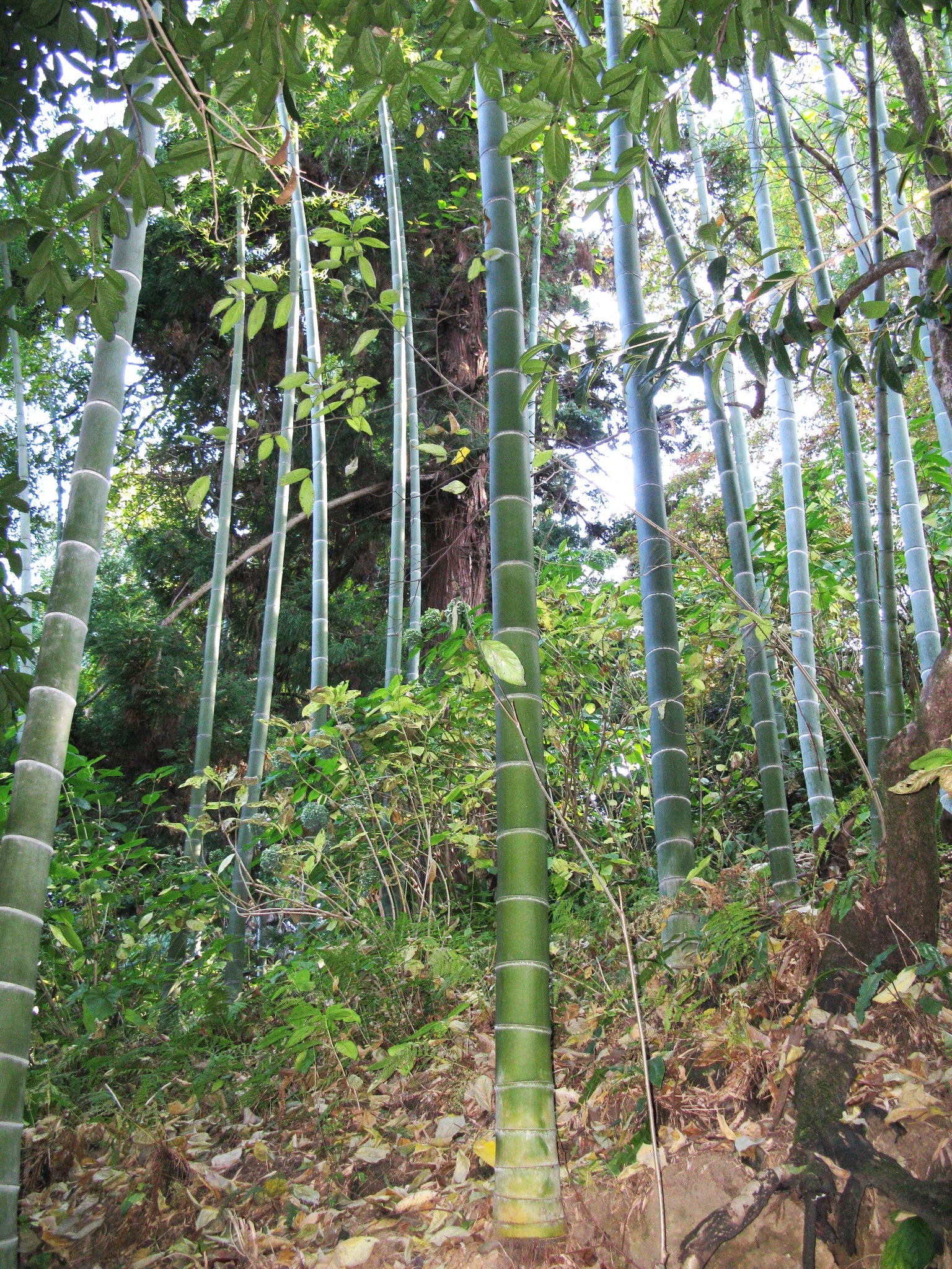 Phyllostachys Edulis 20 Seeds Edible Giant Timber Moso Bamboo The