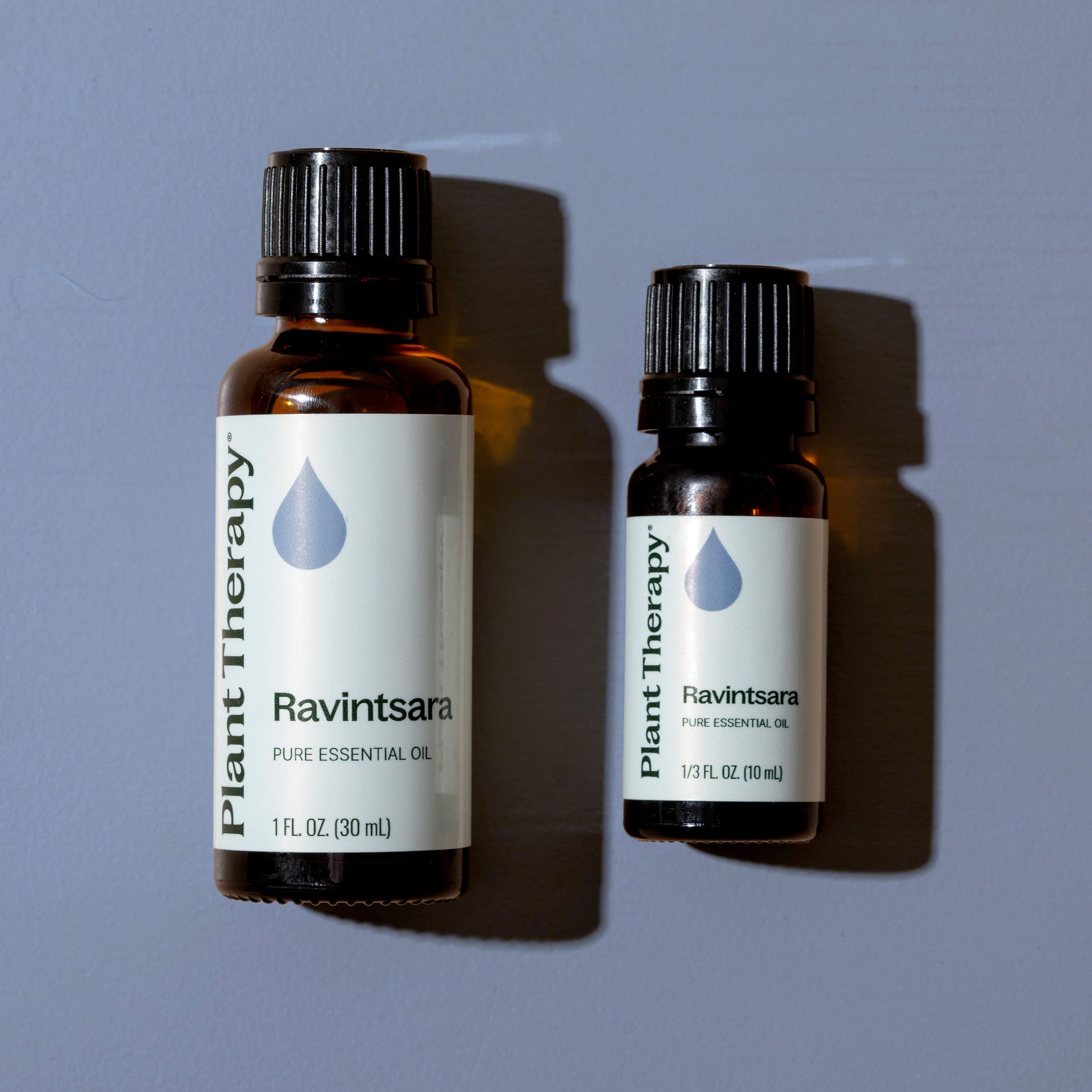 Ravintsara Essential Oil By Plant Therapy | The Plant Attraction