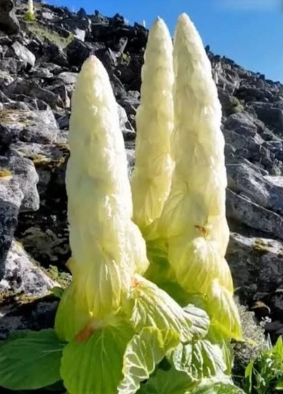 Rheum Nobile 5 Seeds, Giant Rare Edible Noble Or Sikkim Rhubarb Vegeta ...