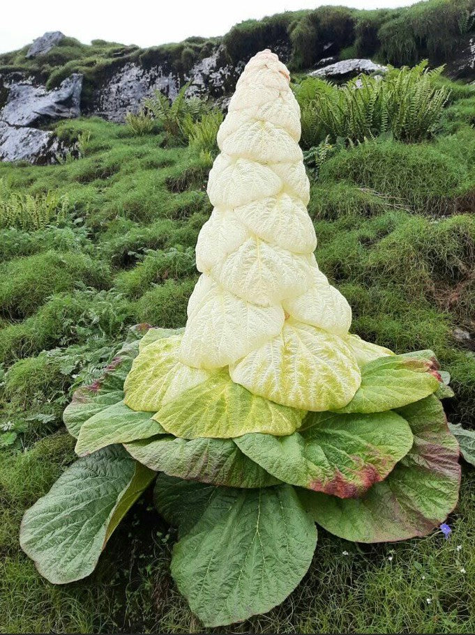 Rheum Nobile 5 Seeds, Giant Rare Edible Noble Or Sikkim Rhubarb Vegeta ...