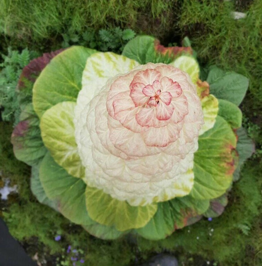 Rheum Nobile 5 Seeds, Giant Rare Edible Noble Or Sikkim Rhubarb Vegeta ...