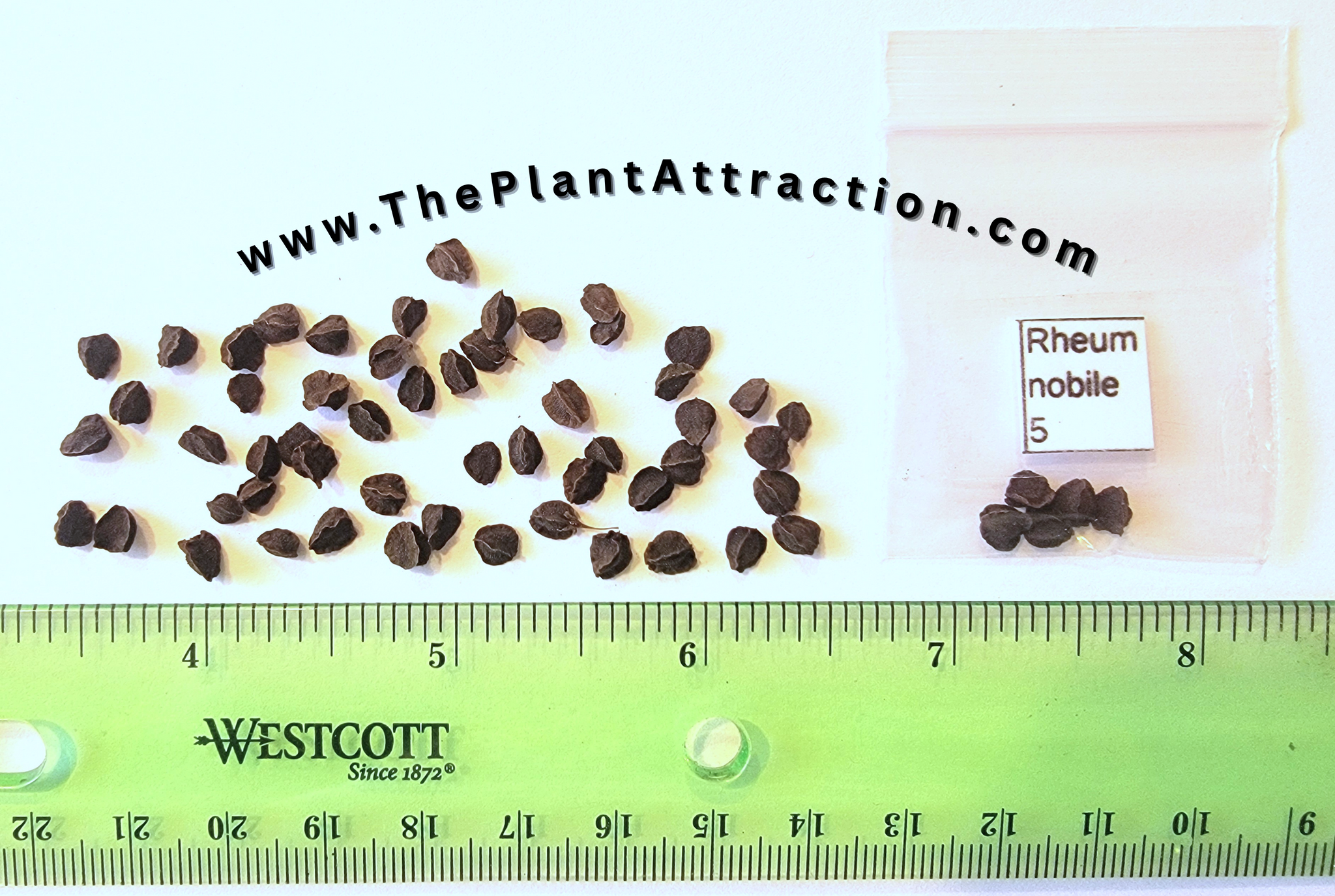 Rheum Nobile 5 Seeds, Giant Rare Edible Noble Or Sikkim Rhubarb Vegeta ...