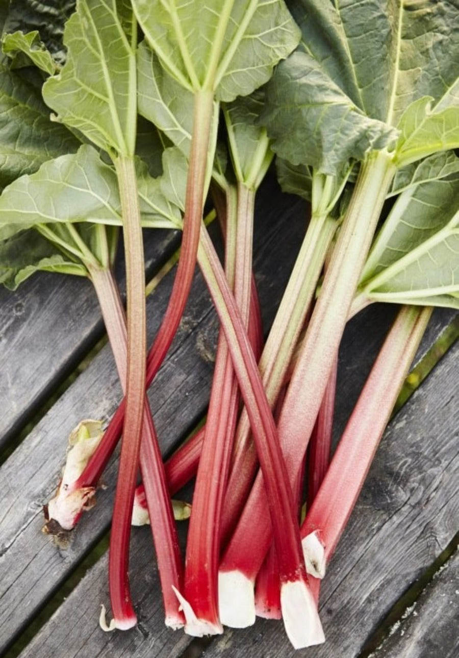 Rheum Nobile 5 Seeds, Giant Rare Edible Noble Or Sikkim Rhubarb Vegeta ...