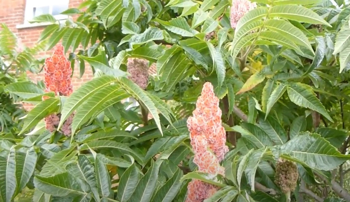 Rhus Typhina 100 Seeds, Staghorn Sumac Cold Hardy Native Shrub Tree ...