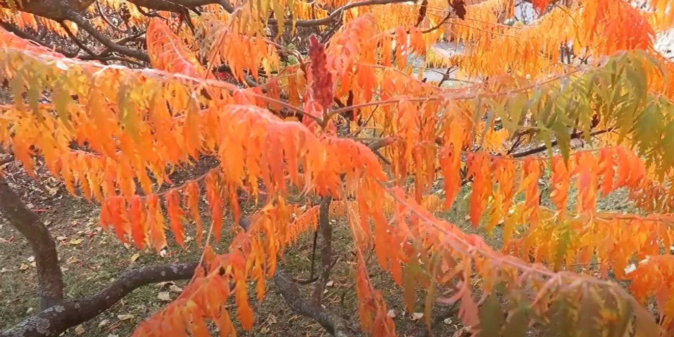 Rhus Typhina 100 Seeds, Staghorn Sumac Cold Hardy Native Shrub Tree ...