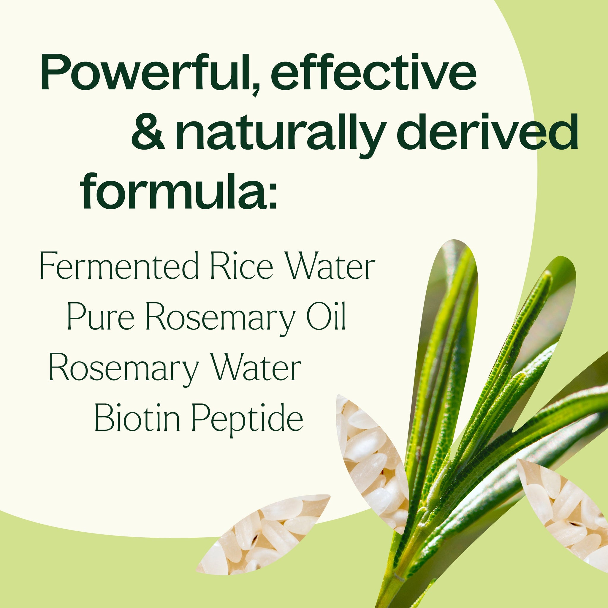 Rosemary & Rice Water Daily Hair Growth Spray By Plant Therapy | The ...