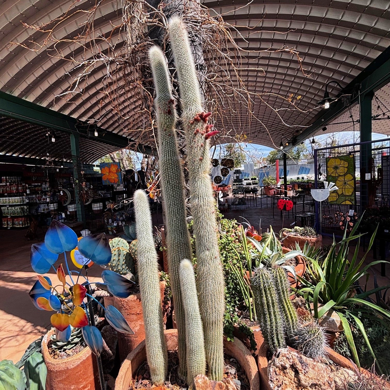 Cleistocactus Straussi Plant, Silver Torch Cactus With Red Flowers ...