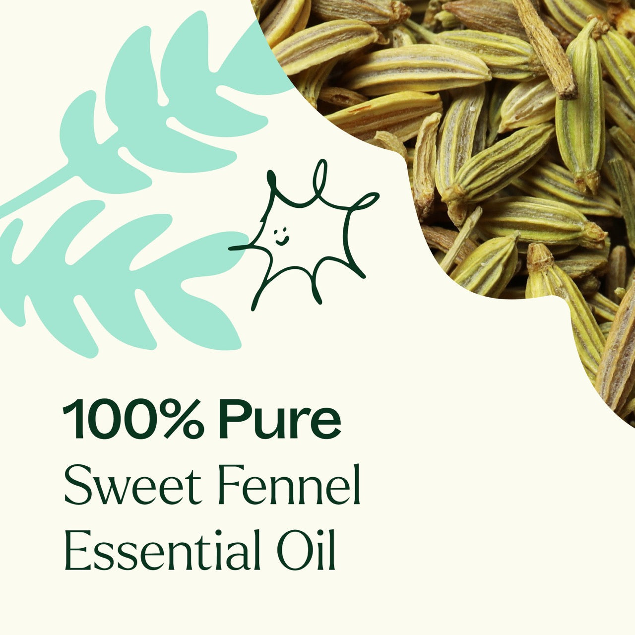 Sweet Fennel Essential Oil By Plant Therapy | The Plant Attraction