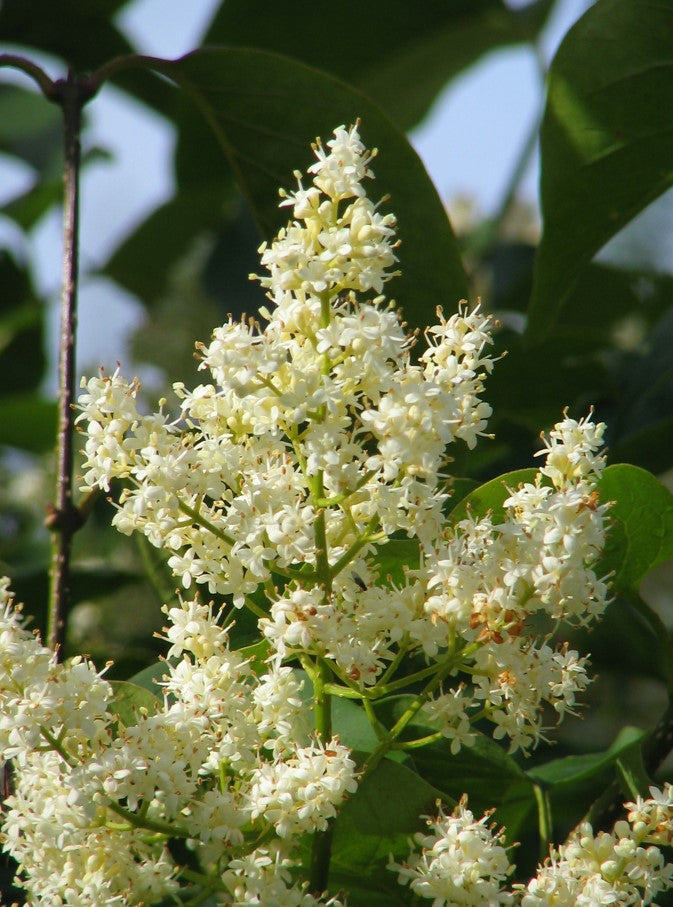 Syringa Reticulata 20 Seeds, Cold Hardy Fragrant Flowering Japanese Li ...