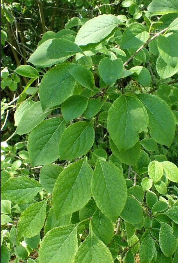 Syringa Reticulata 20 Seeds, Cold Hardy Fragrant Flowering Japanese Li ...
