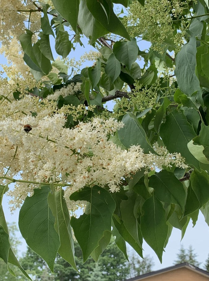 Syringa Reticulata 20 Seeds, Cold Hardy Fragrant Flowering Japanese Li ...