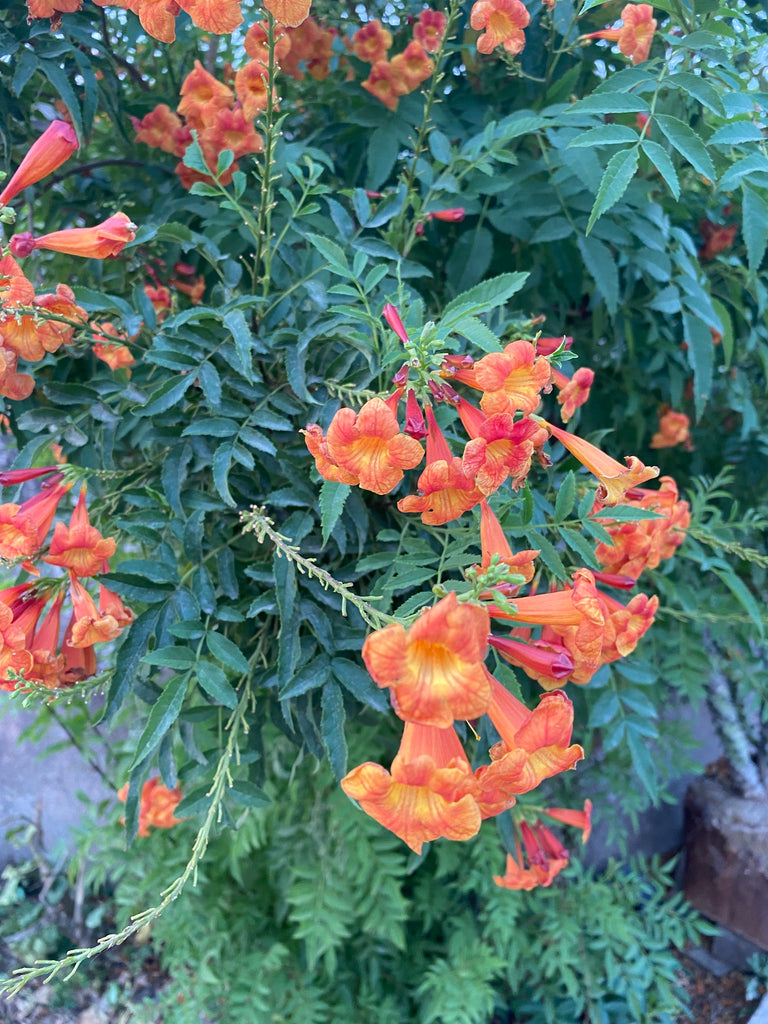 Tecoma Fulva subsp. guarume 15 Seeds, Orange Bells Trumpet Bush Or Sma ...
