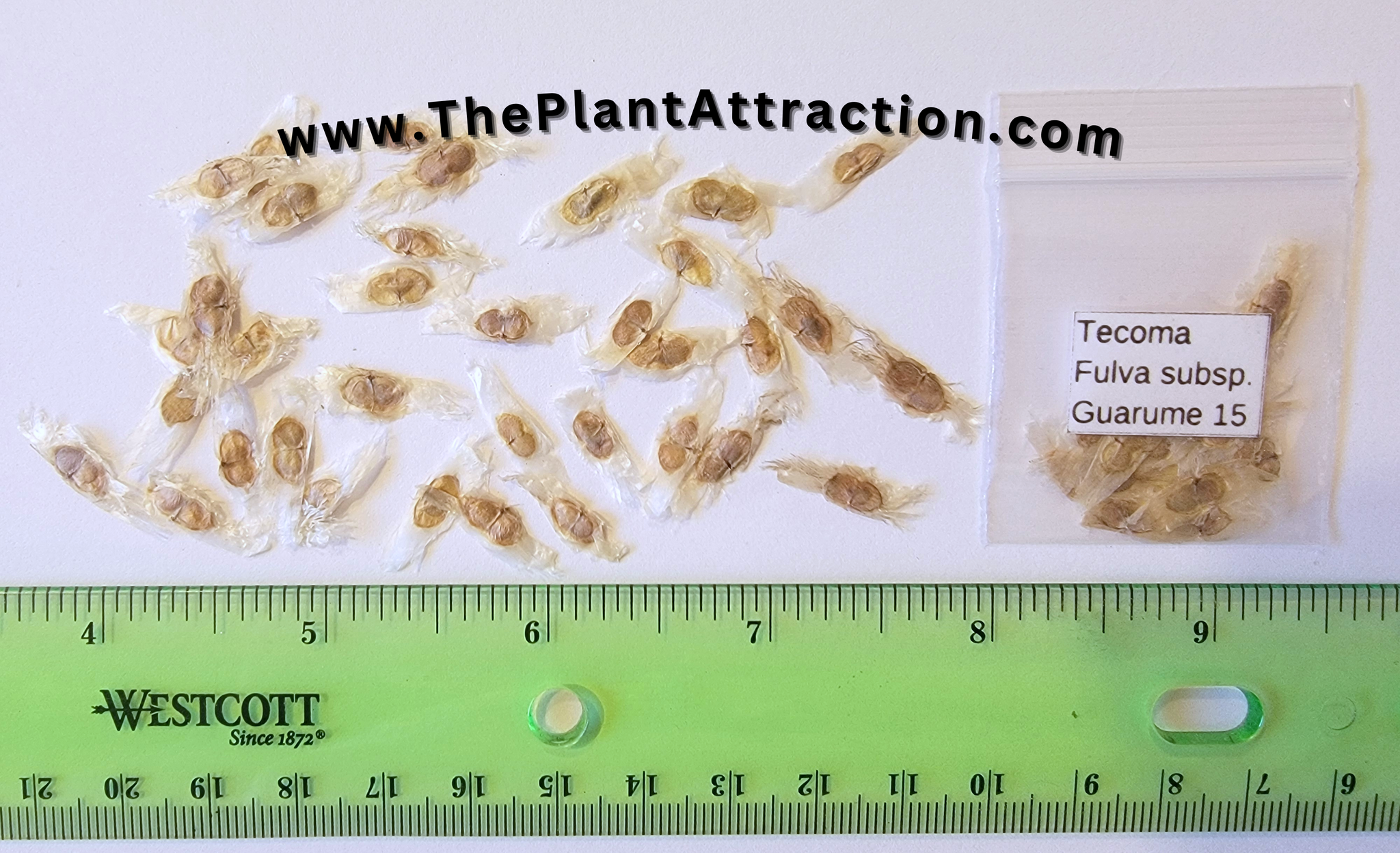 Tecoma Fulva subsp. guarume 15 Seeds, Orange Bells Trumpet Bush Or Sma ...