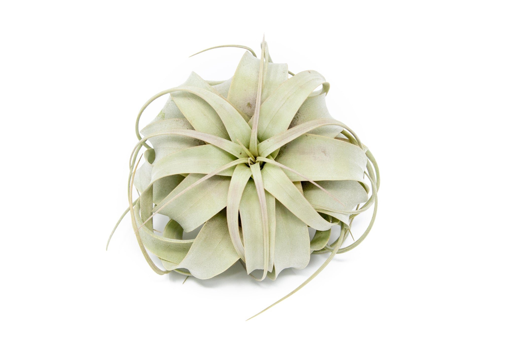 Large Tillandsia Air Plant Variety Pack - 5 Big Plants | The Plant ...
