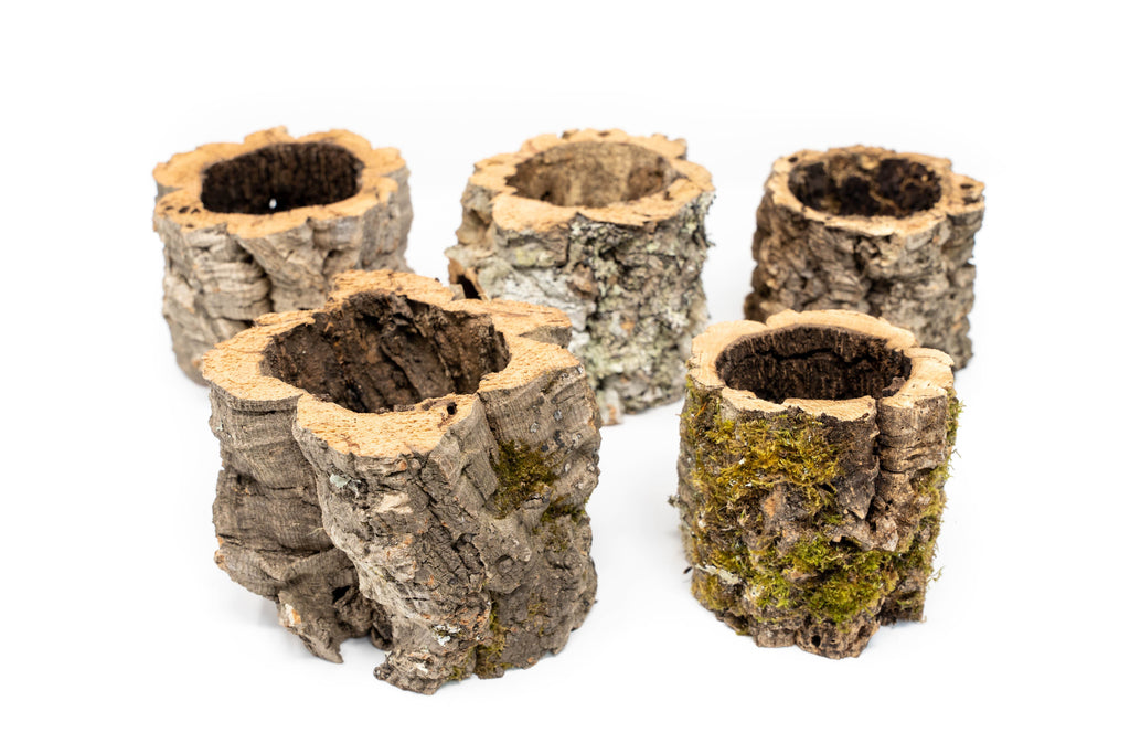 Natural Cork Bark Planters | The Plant Attraction