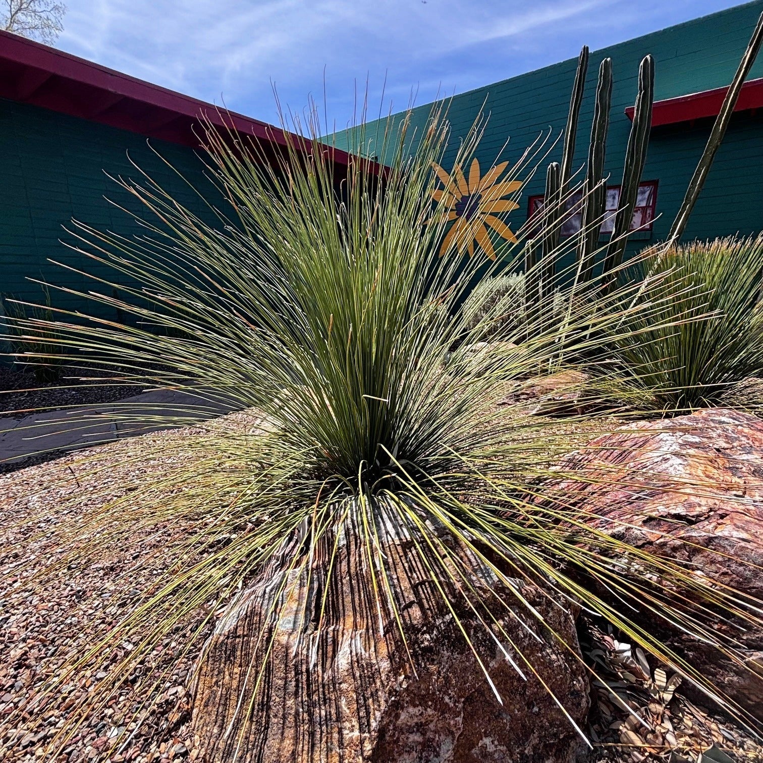 Dasylirion longissimum, Succulent Mexican Grass Tree | The Plant Attraction