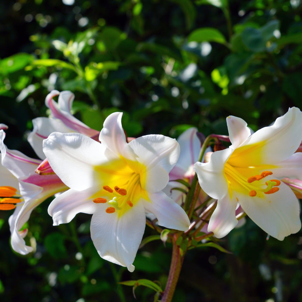 Lilium - Fragrant Trumpet Lily Regale 1 Bulb | The Plant Attraction