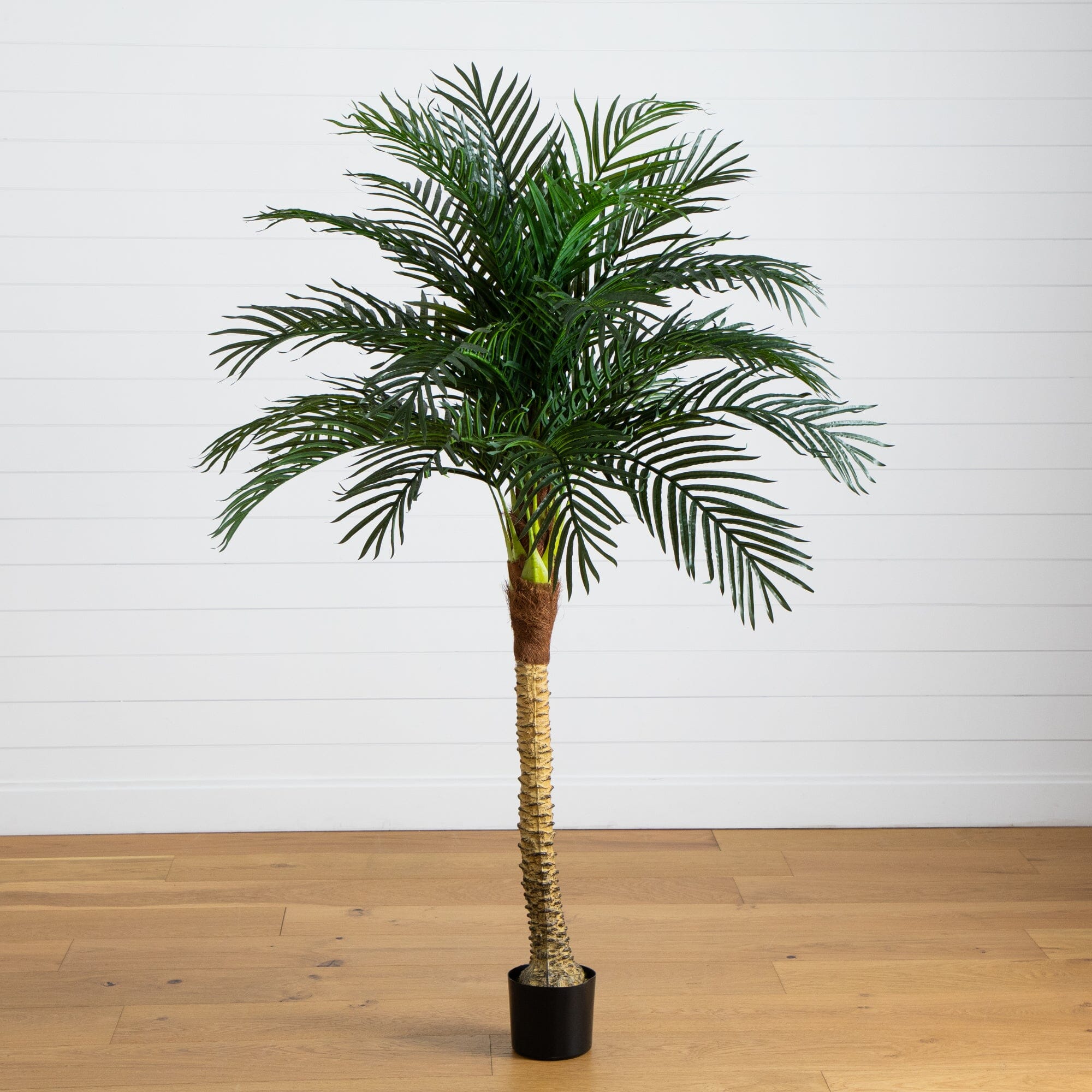 6' Robellini Palm Artificial Tree | The Plant Attraction