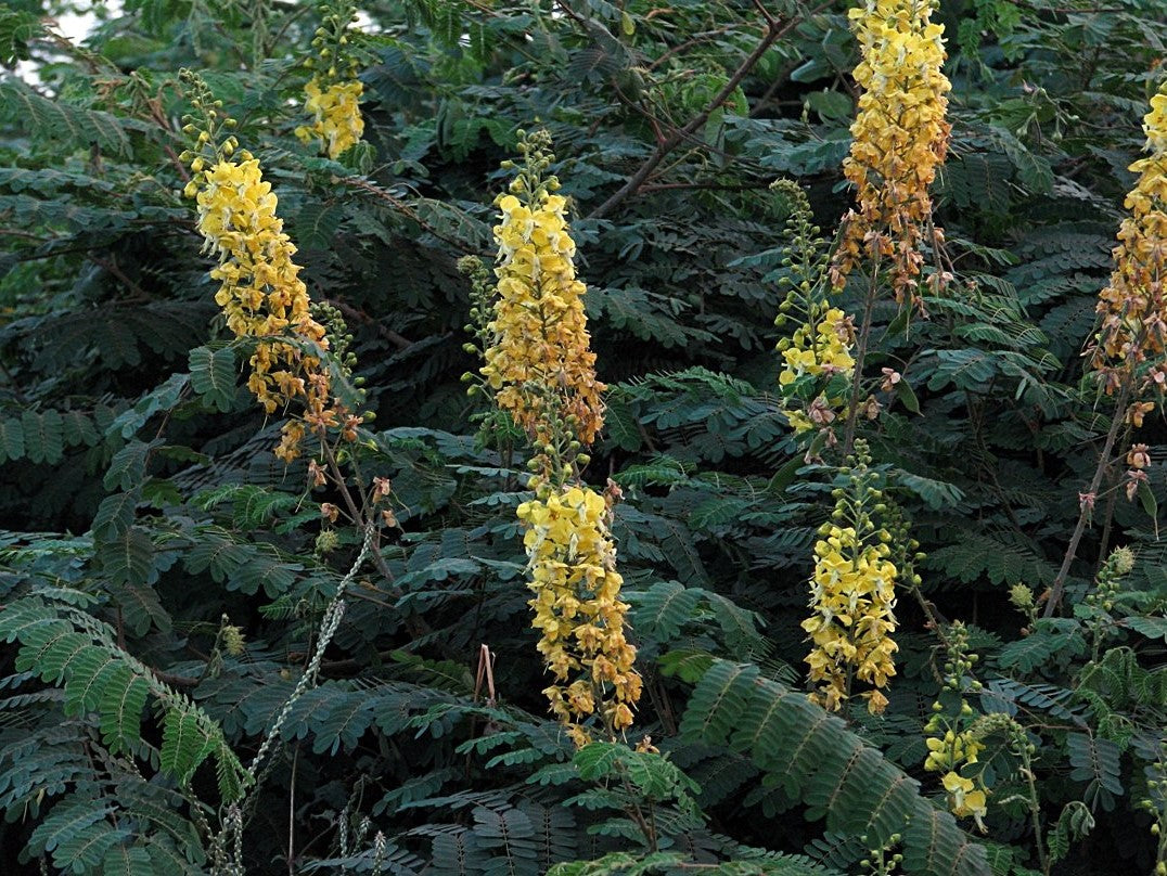 Caesalpinia Decapetala 10 Seeds, Biancaea Shrub Mysore Thorn Cat's Cla ...